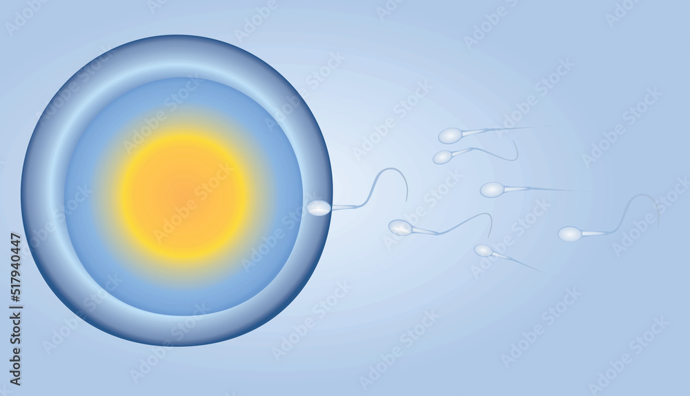 Human reproduction concept. vector illustration Stock Vector | Adobe Stock