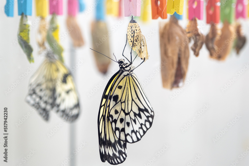 In a butterfly incubator, a newborn butterfly sits on a shell. The ...