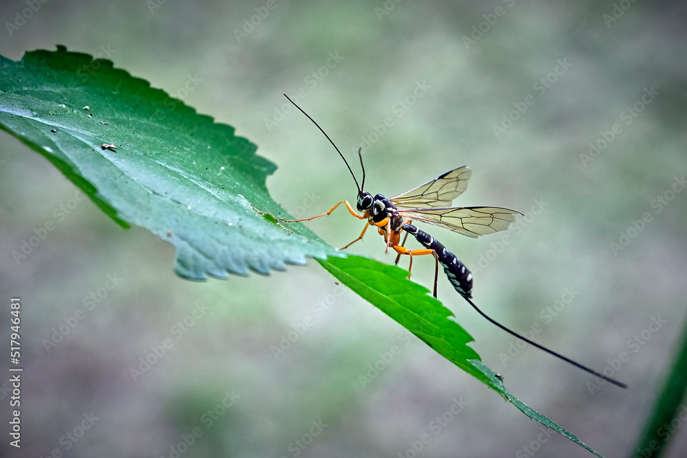 Holzschlupfwespe , Holzwespen-Schlupfwespe , Riesenholzwespen ...