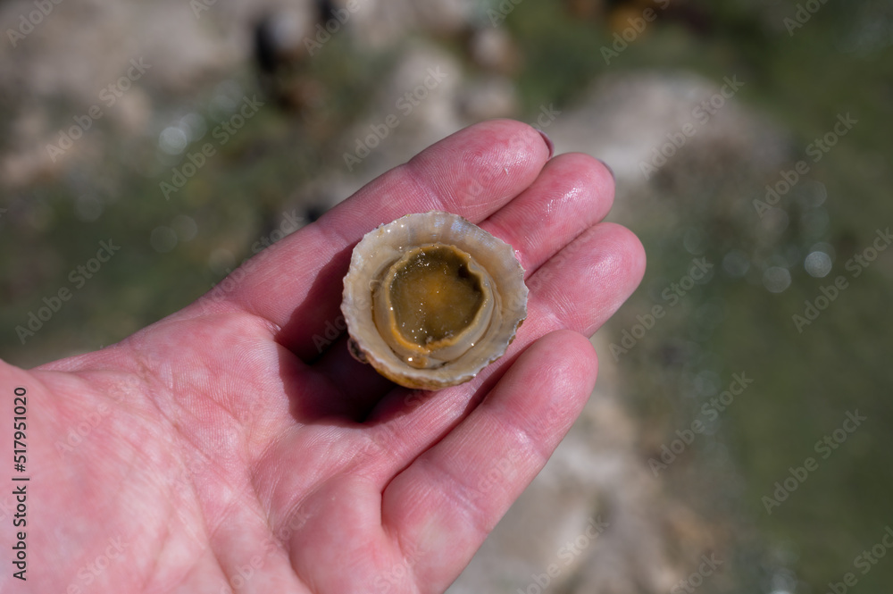 Edible sea water molluscs Patella caerulea, species of limpet in family ...