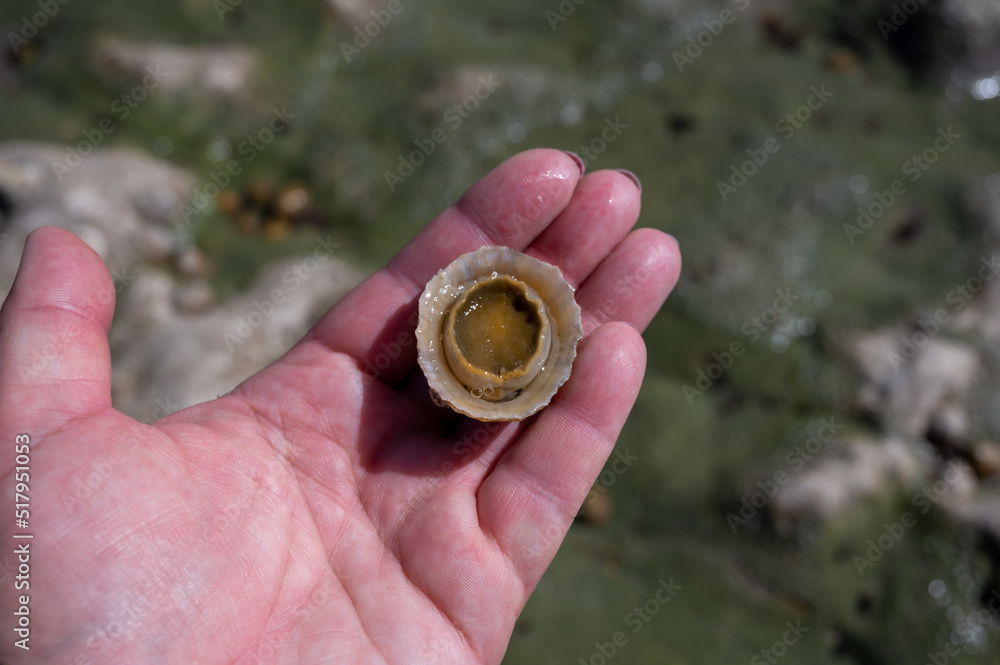 Edible sea water molluscs Patella caerulea, species of limpet in family ...