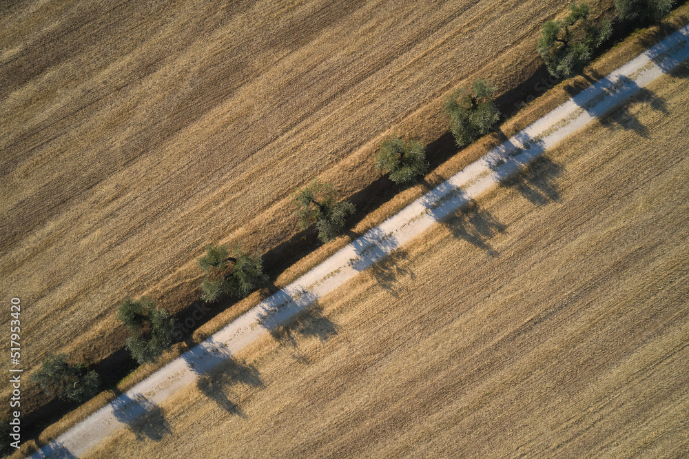 Olive trees along a dirt road aerial view. Dirt road in the field top ...