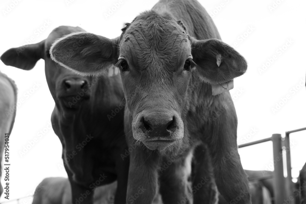 Beefmaster calf face being curious and nosey on beef ranch closeup ...
