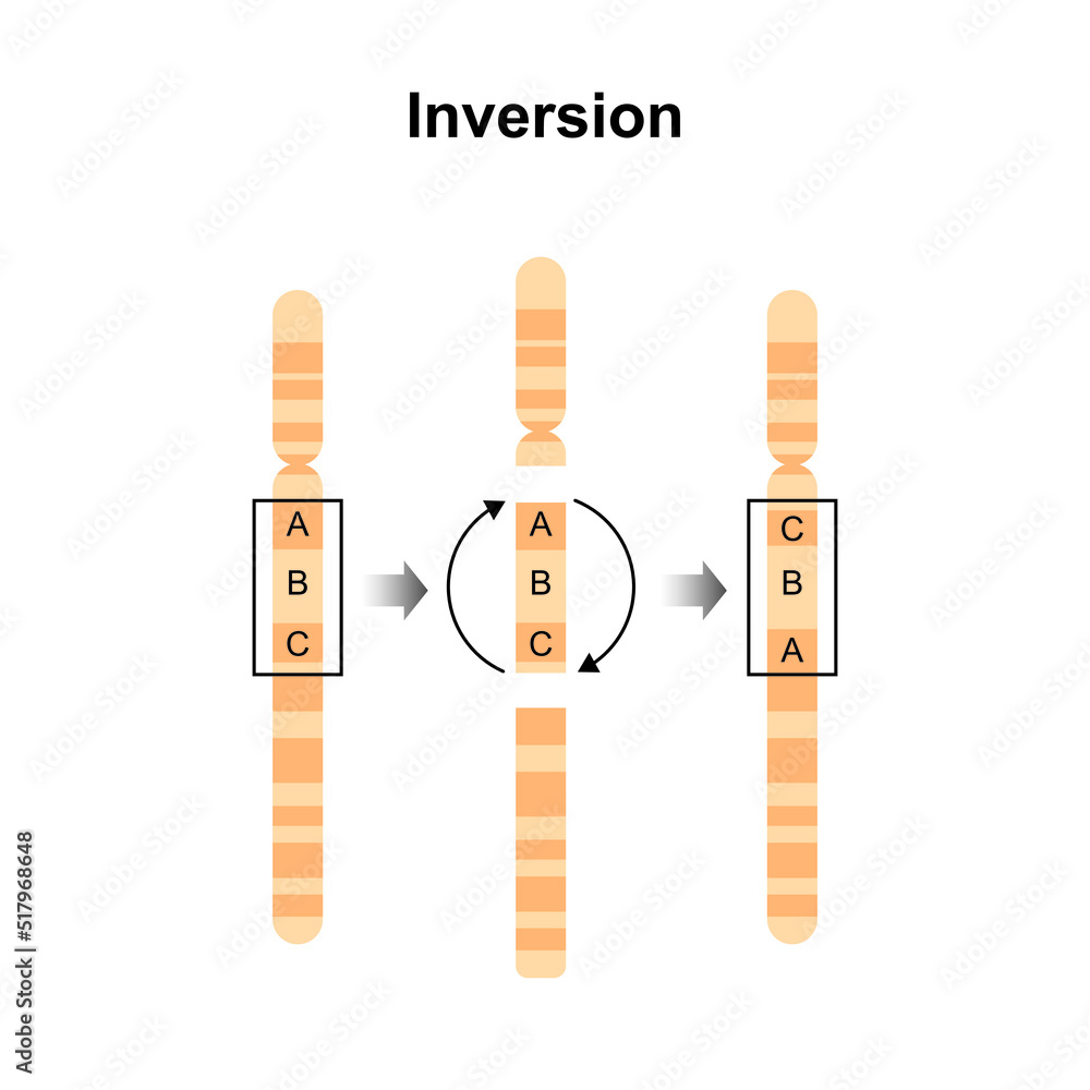 Inversion Mutation