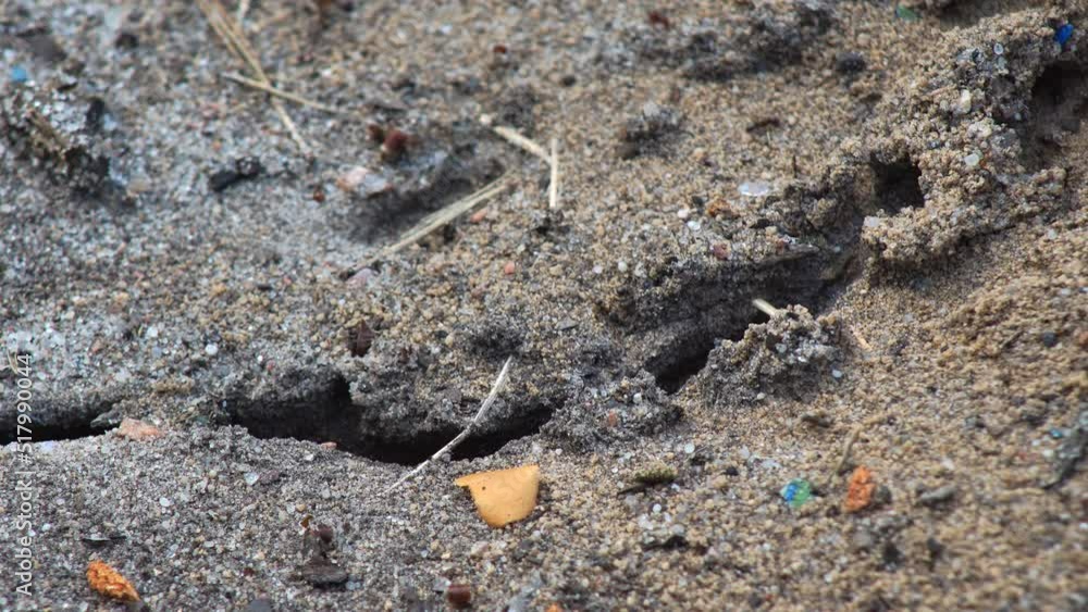 Vidéo Stock Ants swarm movement. Flying insects. City ants with wings ...