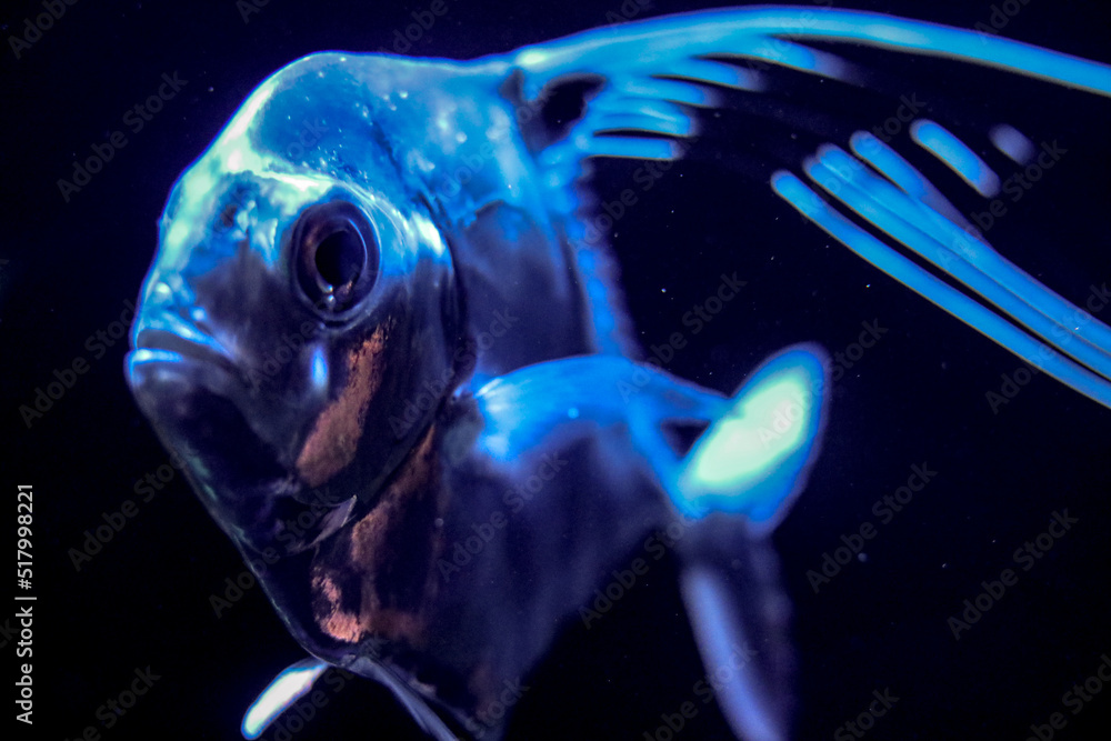 Threadfin Jack Close Up Stock Photo | Adobe Stock