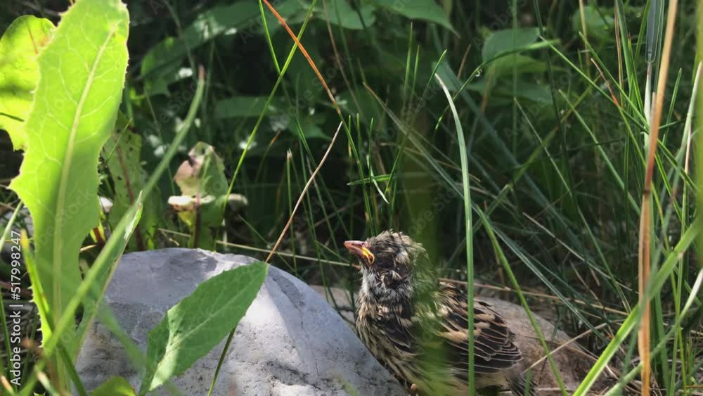 Cute baby bird: Sun dappled Sparrow fledgling hiding in tall grass ...