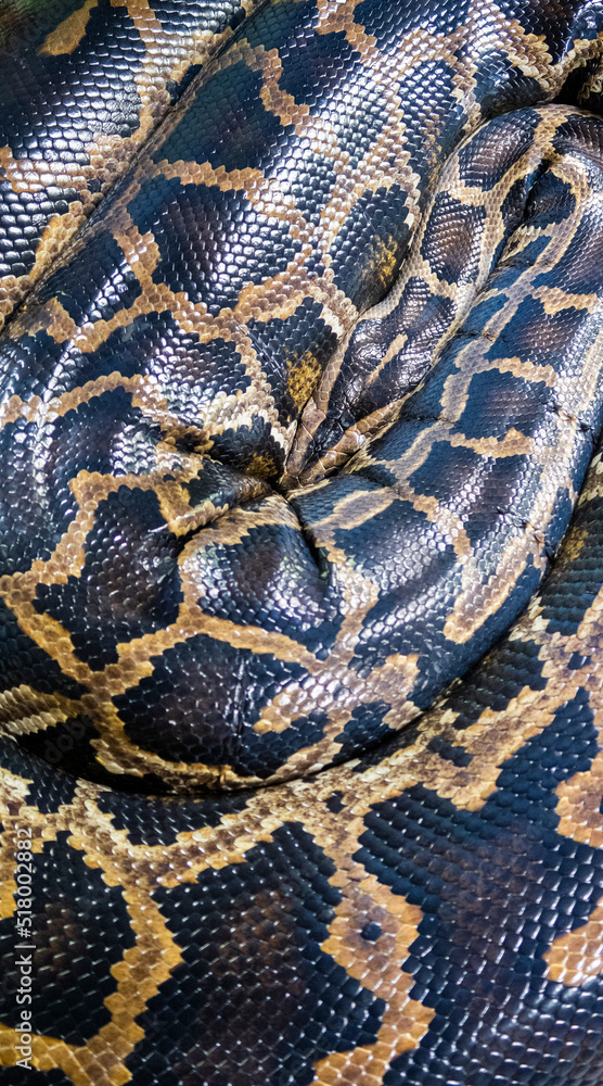 Reticulated python is a species native to Southeast Asia. It is the ...
