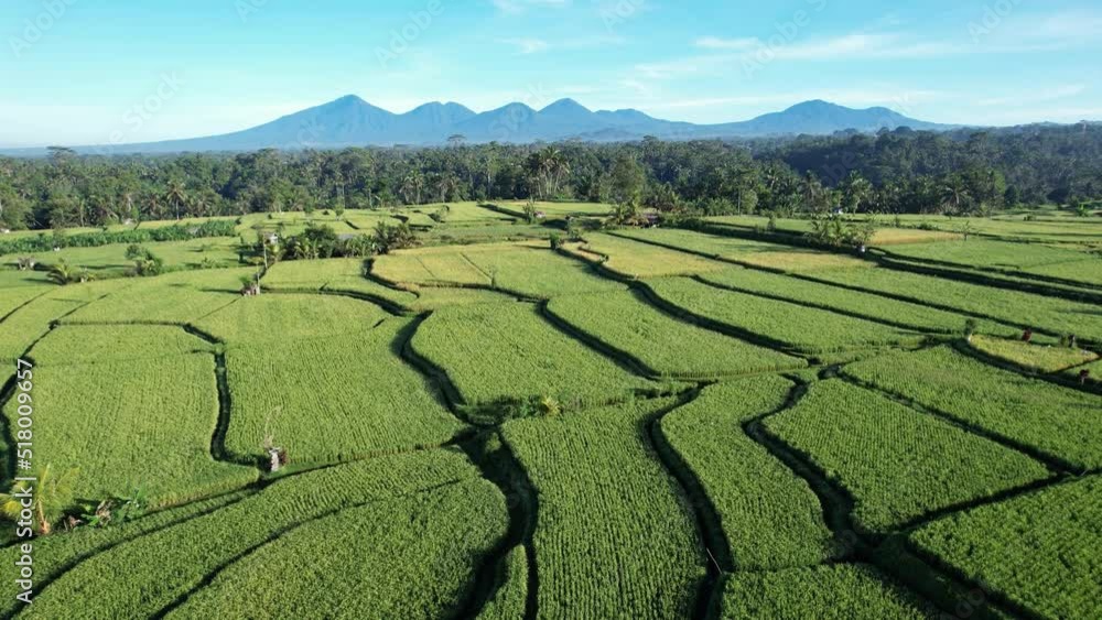 Cinematic aerial shot of rice fields at central Bali in sunny morning ...