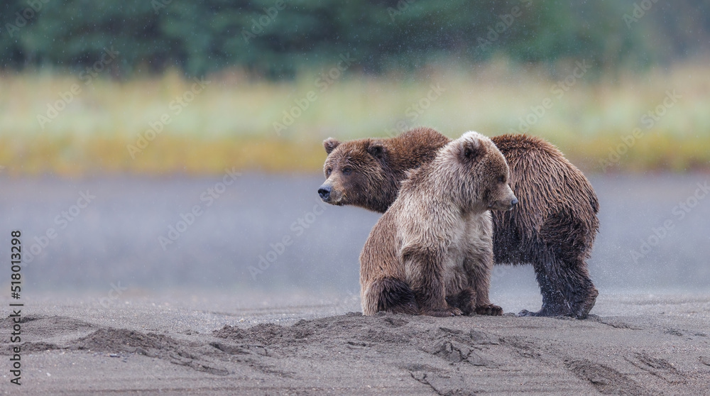 Mother and brown bear cub sit along wait along a stream bank in the ...