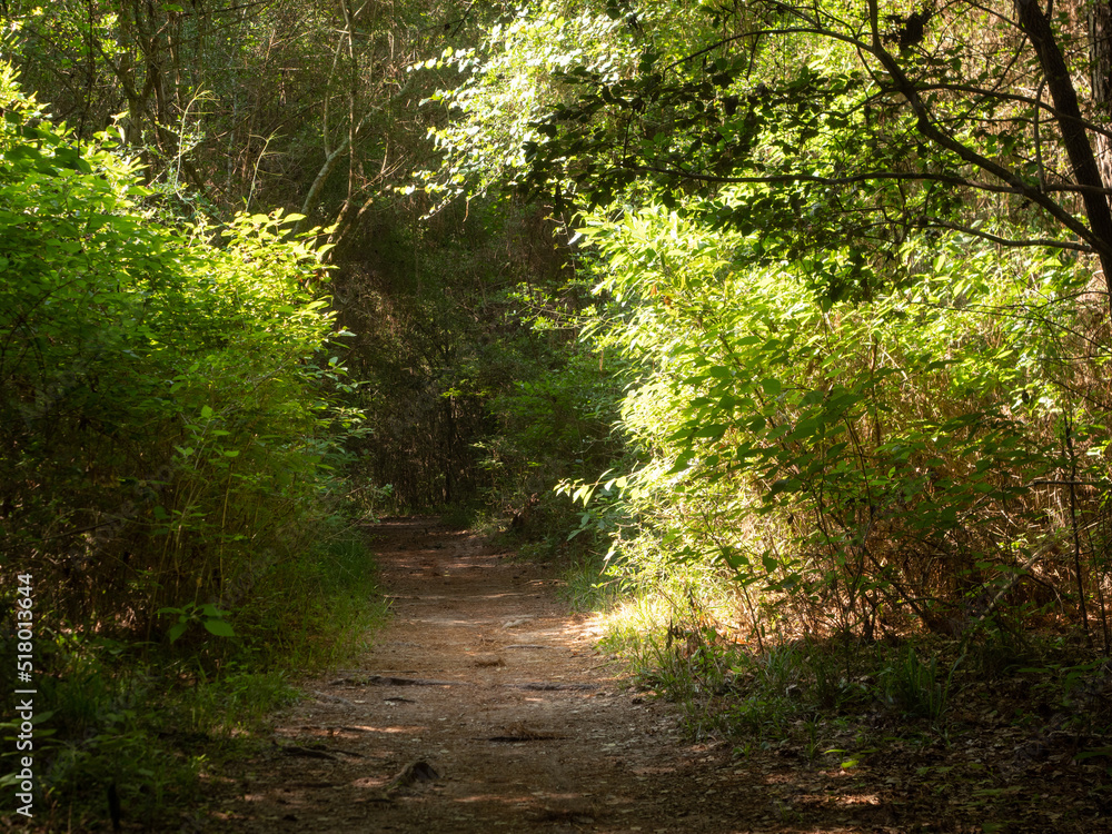 Deciduous Trees along a Wooded Trail with Dappled Sunlight in George ...
