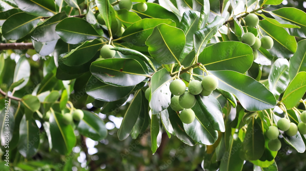 Fruit of Calophyllum inophyllum. Raw green fruit of Alexandrian laurel ...