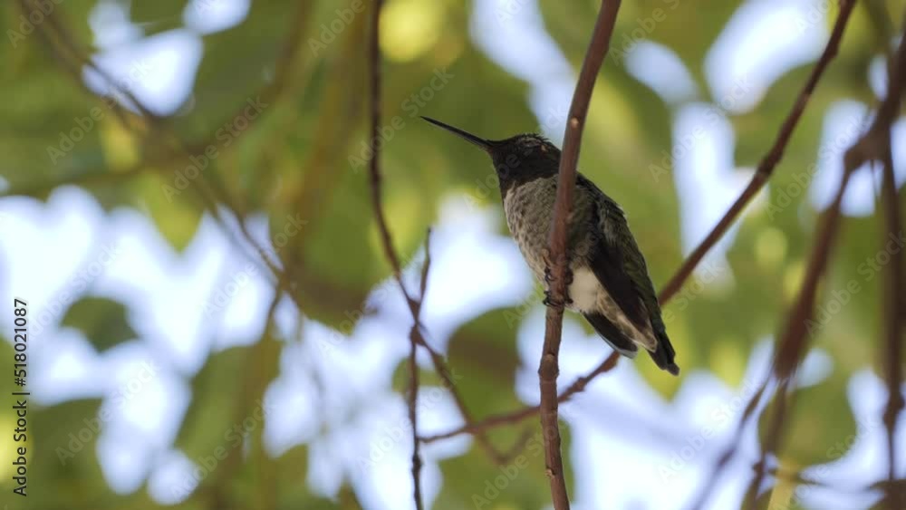 Hummingbirds (Trochilidae) are a family of small birds that live in ...