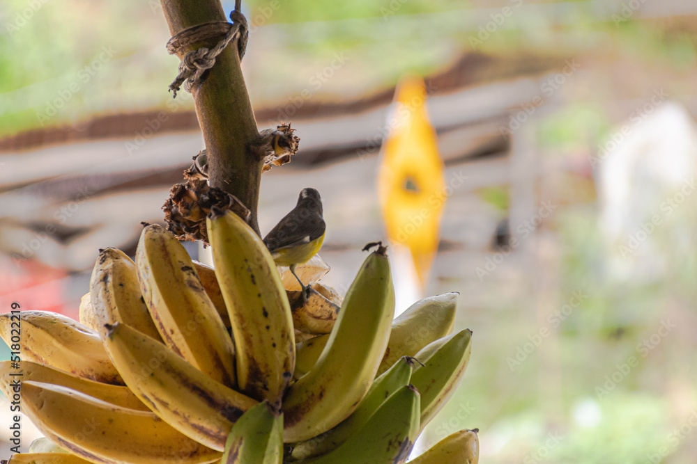 racimos de bananos en la galeria o el supermercado Stock Photo | Adobe ...