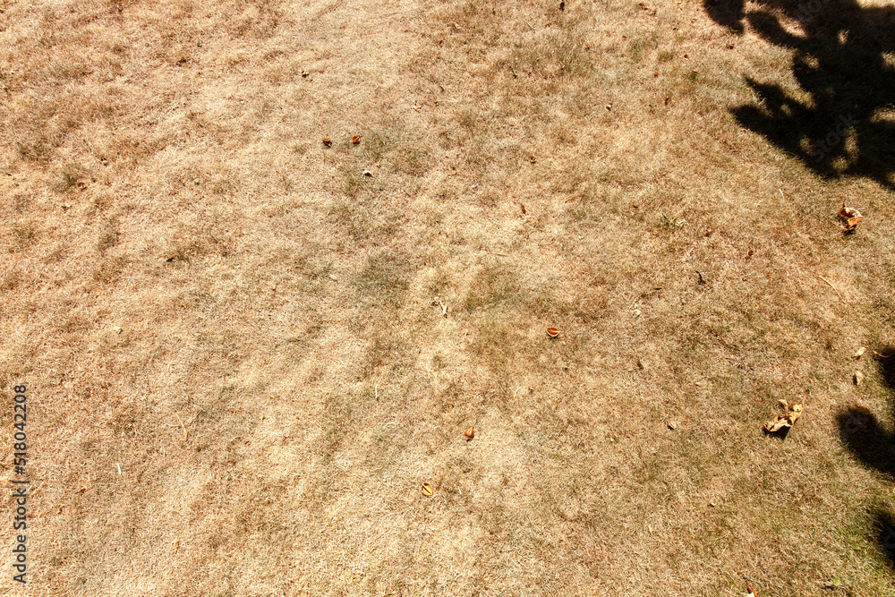 lawn in garden dry and dead. Grass texture. grass background. patchy ...