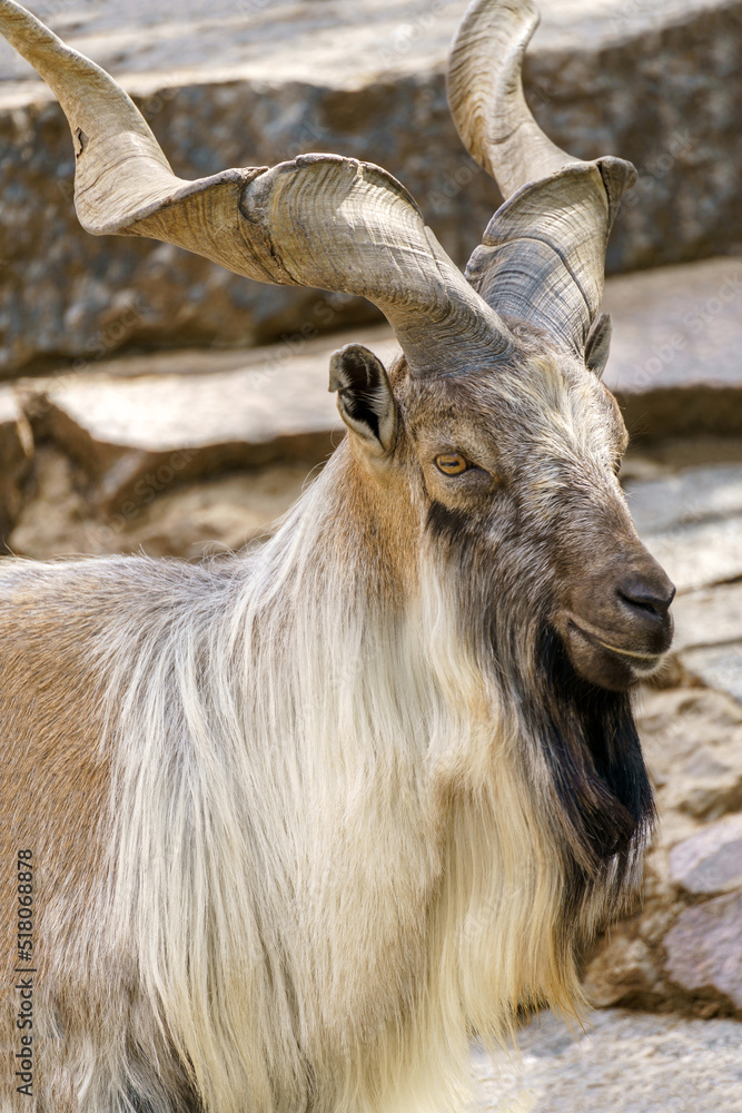 Wild goat on the rock. Herbivore in nature. Stock Photo | Adobe Stock