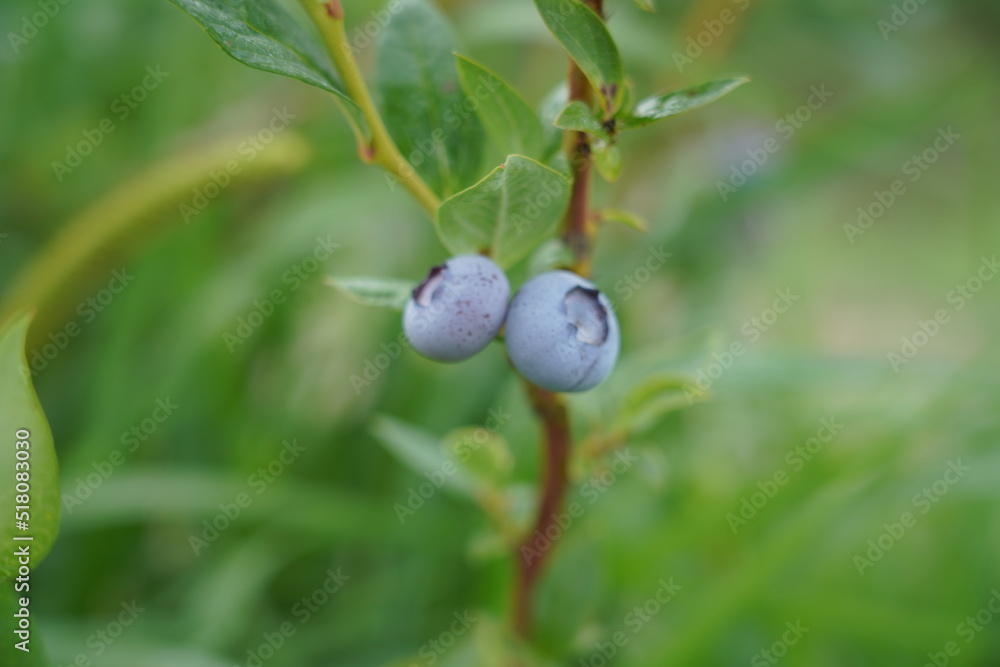 Large field of blueberries. Blueberry bushes outside the forest ...