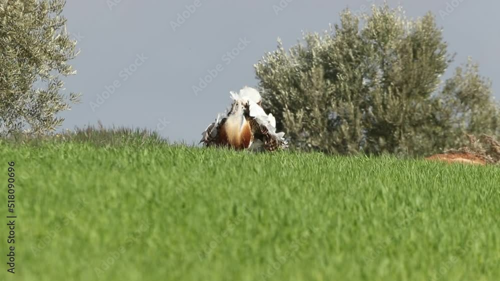 Adult male of Great bustard performing the courtship of heat in a field ...