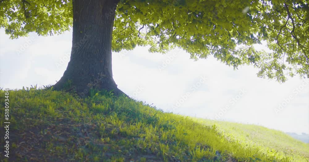 Biblical Tree of Knowledge in Garden of Eden on peaceful hill in Heaven ...