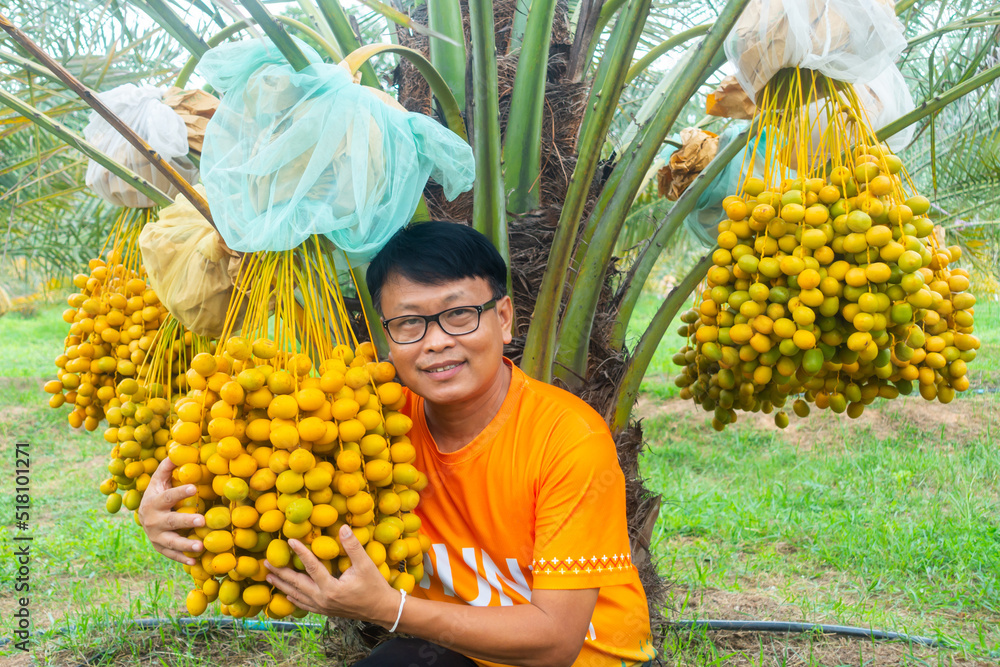 Asian farmer harvesting ripe dates palm fruit on hand in the Date farm ...