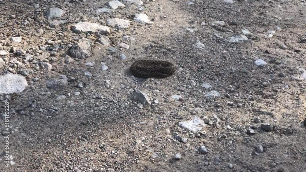 Viper close-up. Steppe viper in an aggressive pose. snake in an ...