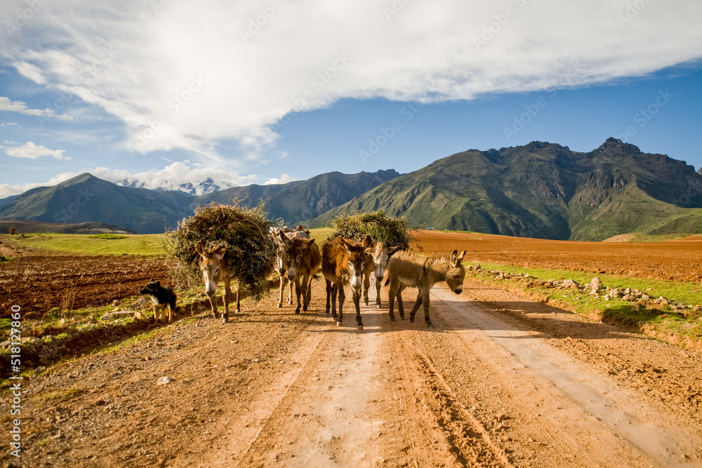 Working donkeys in the Area of Salinas de Maras in Peru. Soth America ...