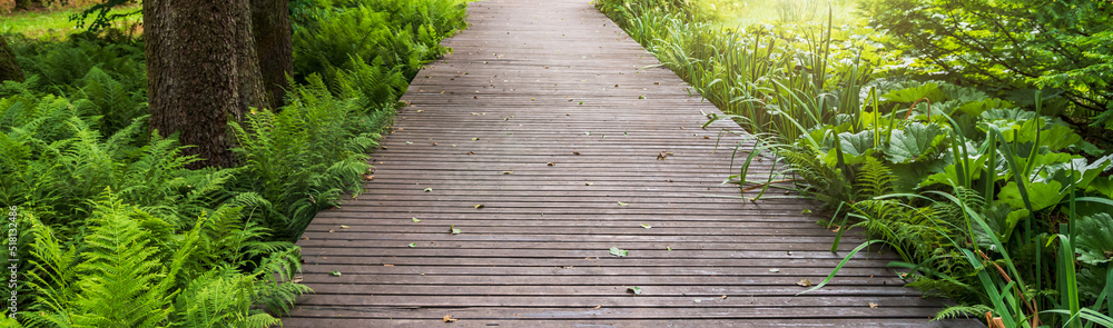 Path made of wooden boards surrounded by beautiful greenery. Ferns ...