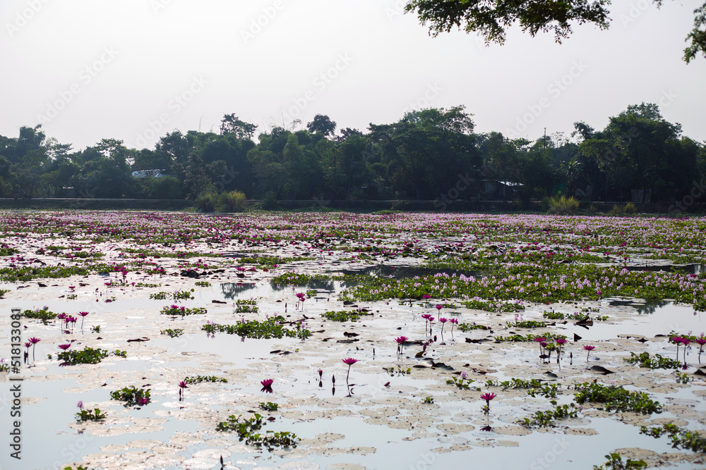 Fresh water Nymphaeaceae flower garden. Beautiful water lilies flowers ...