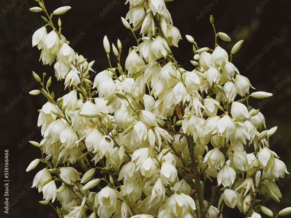 Yucca superbe ou yucca gloriosa, arbuste au feuillage basal rigide ...