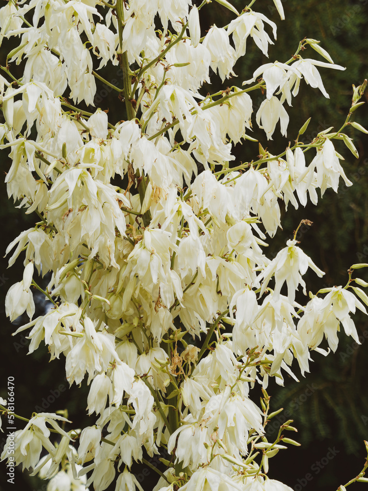 Yucca superbe ou yucca gloriosa, arbuste au feuillage basal rigide ...