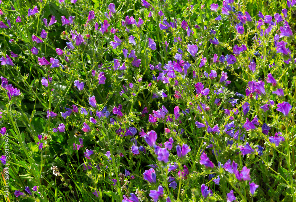 Colorful spring flowers on a meadow. Blueweed (Echium Vulgare) also ...