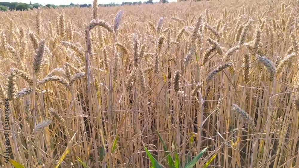 Organic farming with growing wheat production and harvesting grainfield ...