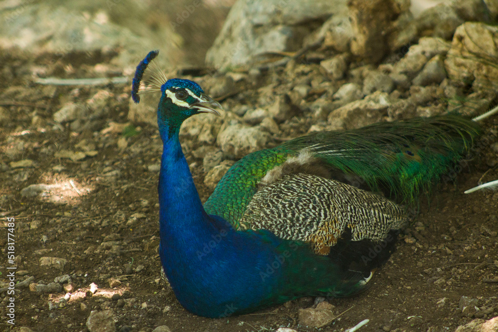 Pavo real Stock Photo | Adobe Stock