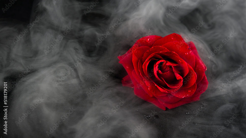 Abstract heavy red rose. Black background in smoke with red rose petals ...