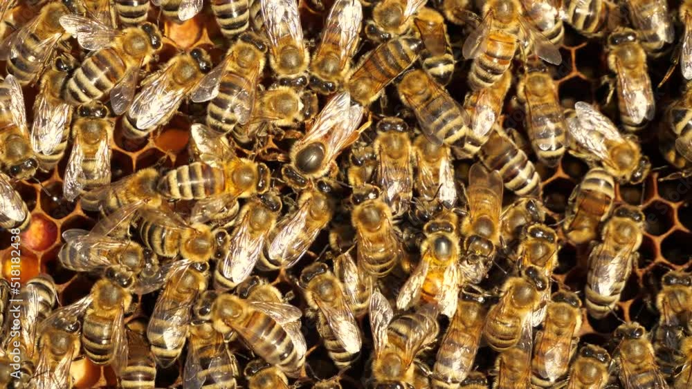 Queen bee lay eggs in the honeycomb. Bees stimulate the young queen bee ...