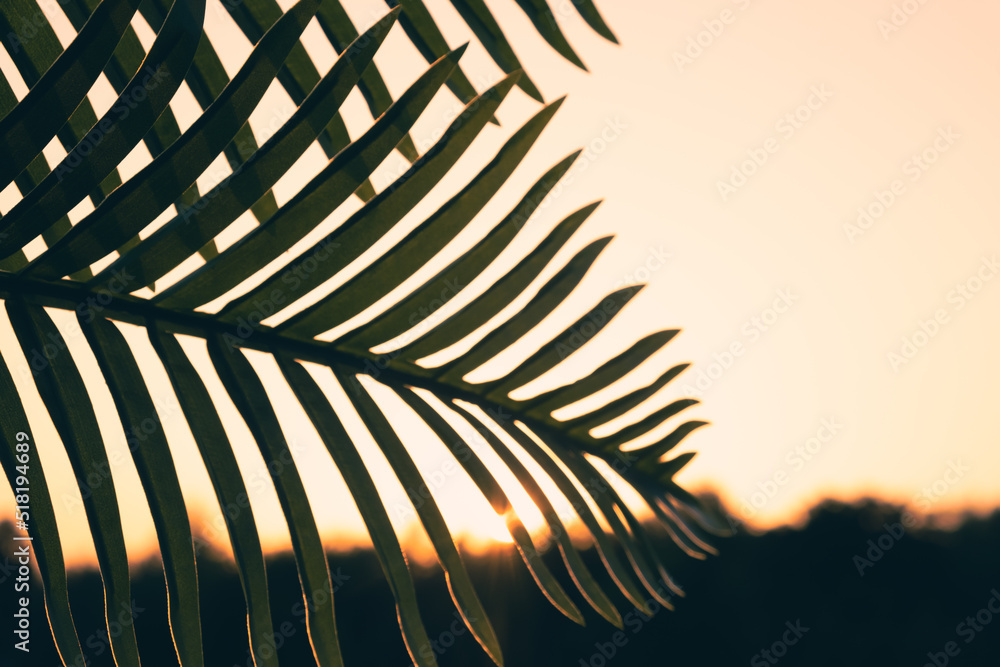 beautiful palm leaf on the sunset sky. Miami. Tropical leaf. Background ...