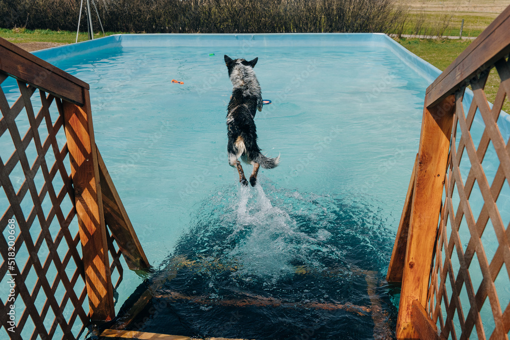 Dog Diving Into A Pool