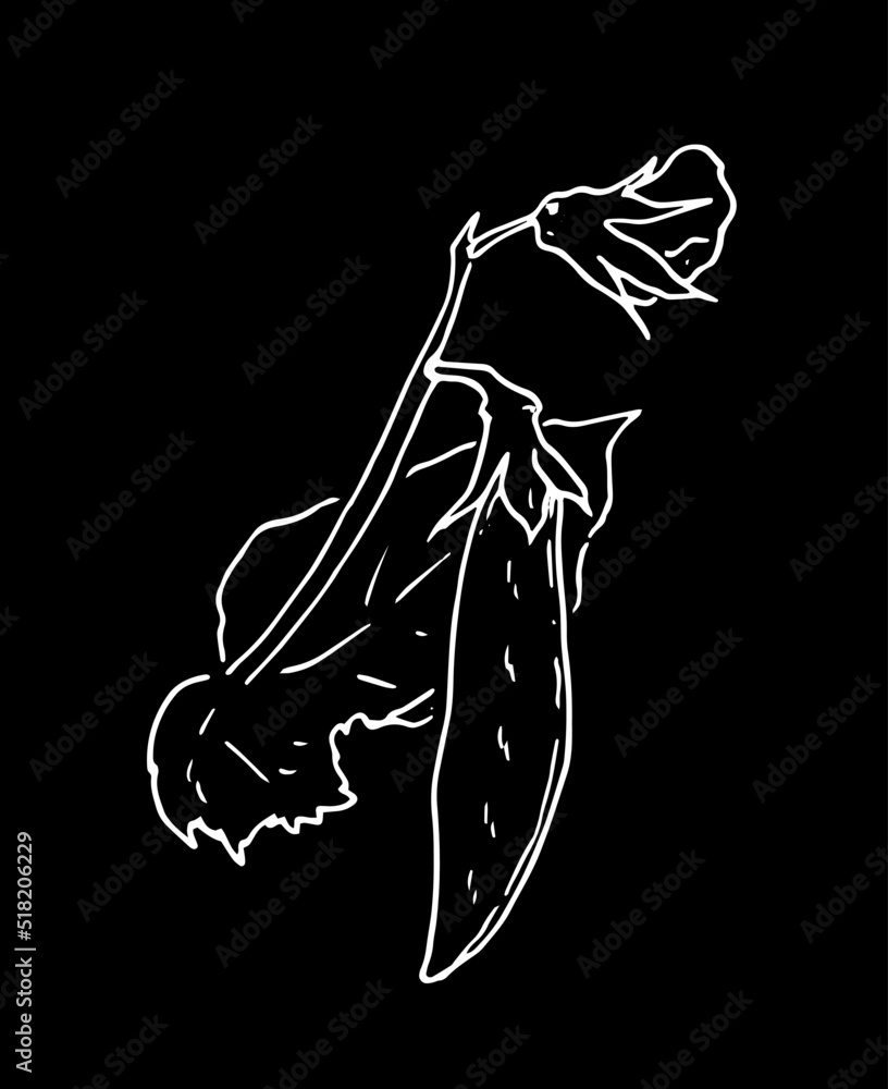 pea plants. part of a bean-style sketch plant with leaves and flowers ...