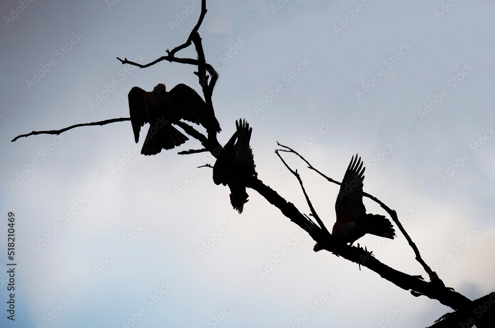 Australian Galah (Eolophus roseicapilla) Stock Photo | Adobe Stock
