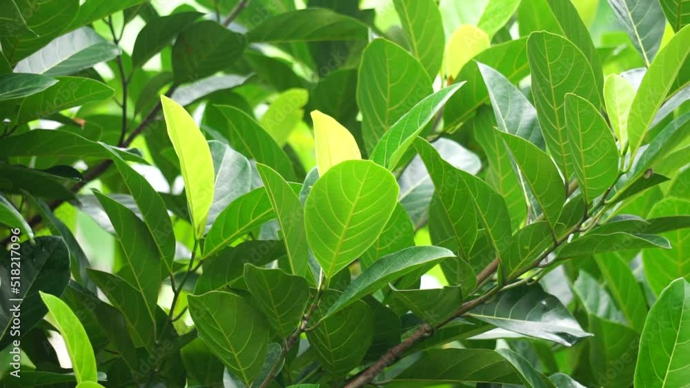 Green jack fruit leaves with natural background. The jack fruit (also ...
