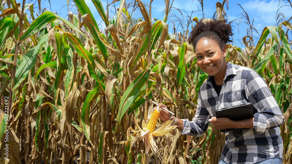 African female Farmer worker with black Afro hair.Analyze Sweet Corn ...