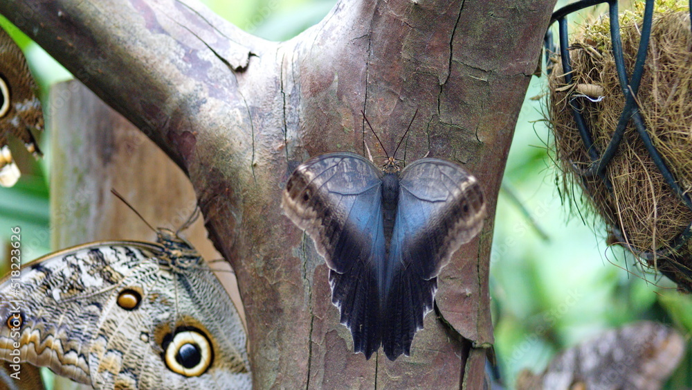 Blue morpho butterfly on a tree at a butterfly garden in Mindo, Ecuador ...