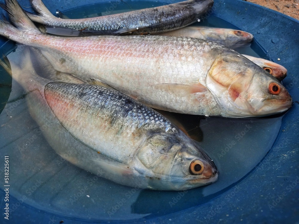 big ilisi fish in a pot hilsa elongata tenulosa ilisha for sale Stock ...