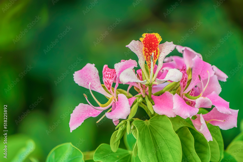 Bauhinia monandra (orchid tree) Stock Photo | Adobe Stock