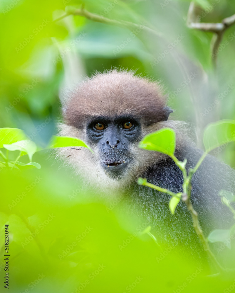 Purple-faced langur monkey's facial expression was photographed through ...