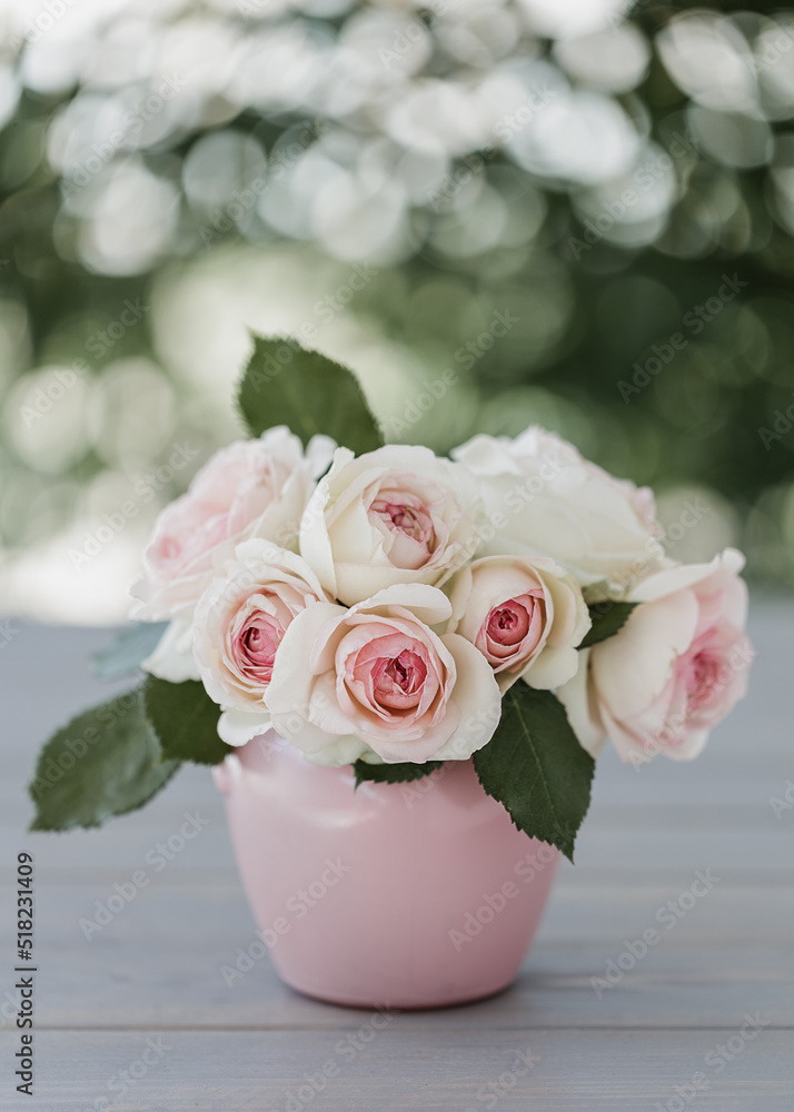 Beautiful pink roses of the Eden Rose variety (Pierre de Ronsard ...
