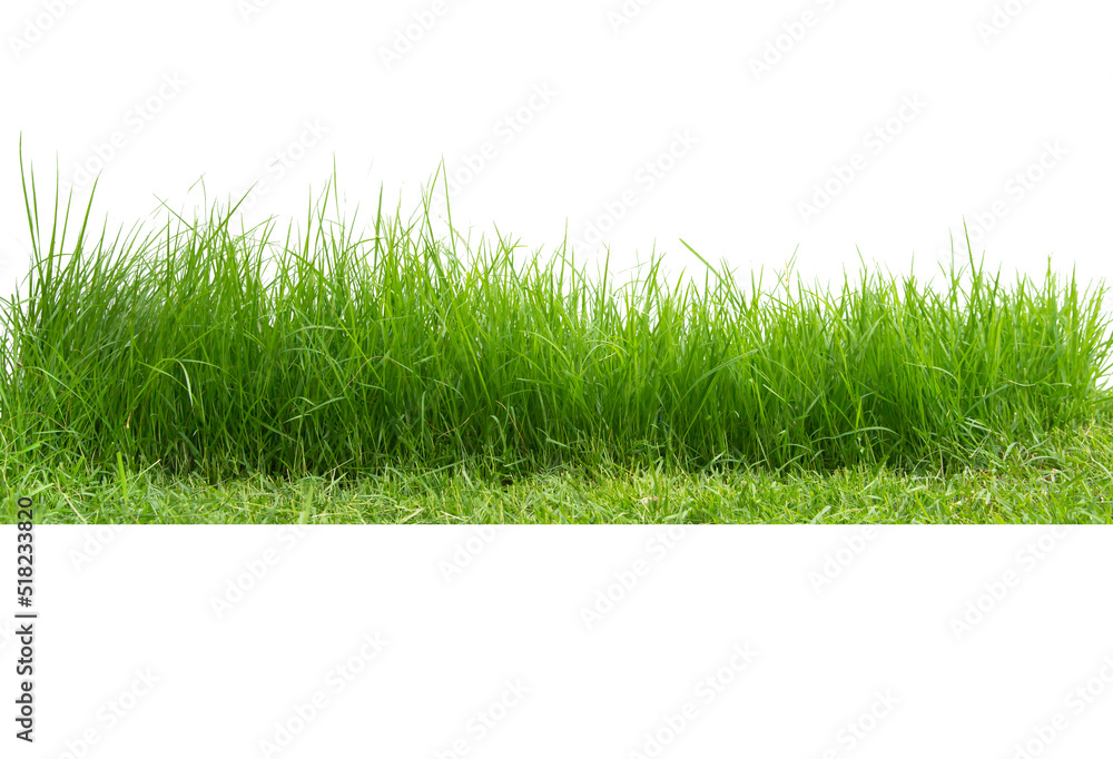 Green bermuda grass isolated on white background, close up. Stock Photo ...