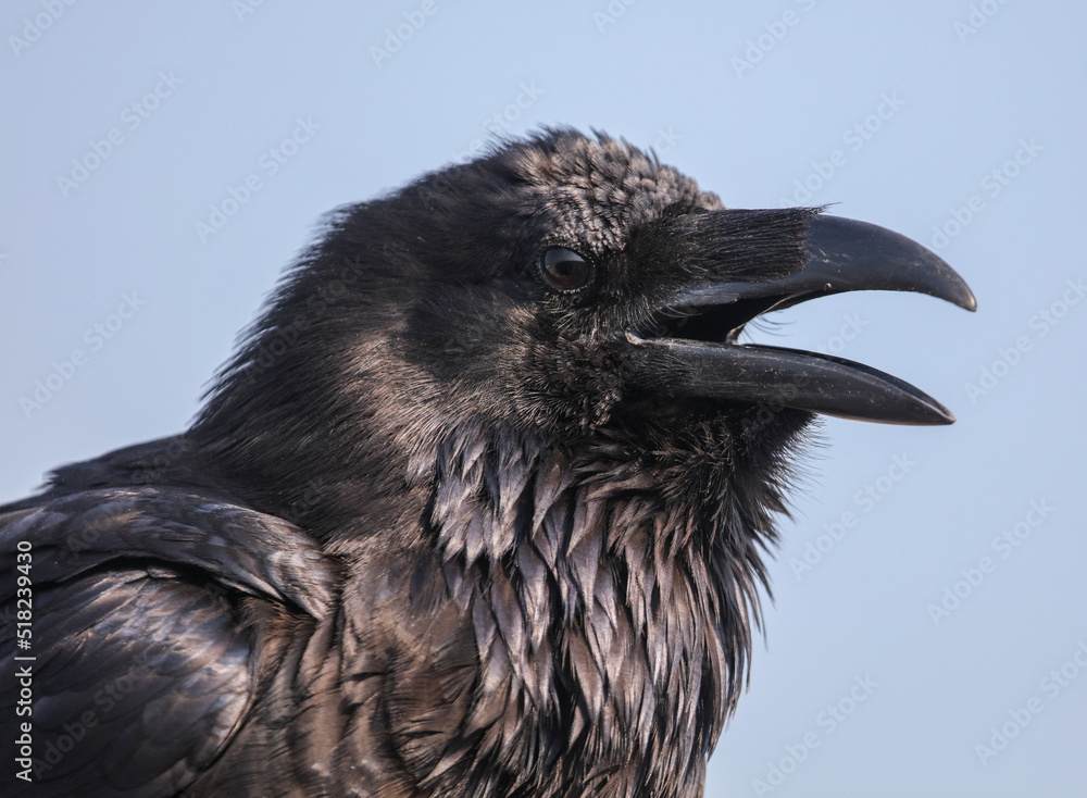 Portrait of a black crow against a sky ภาพถ่ายสต็อก | Adobe Stock