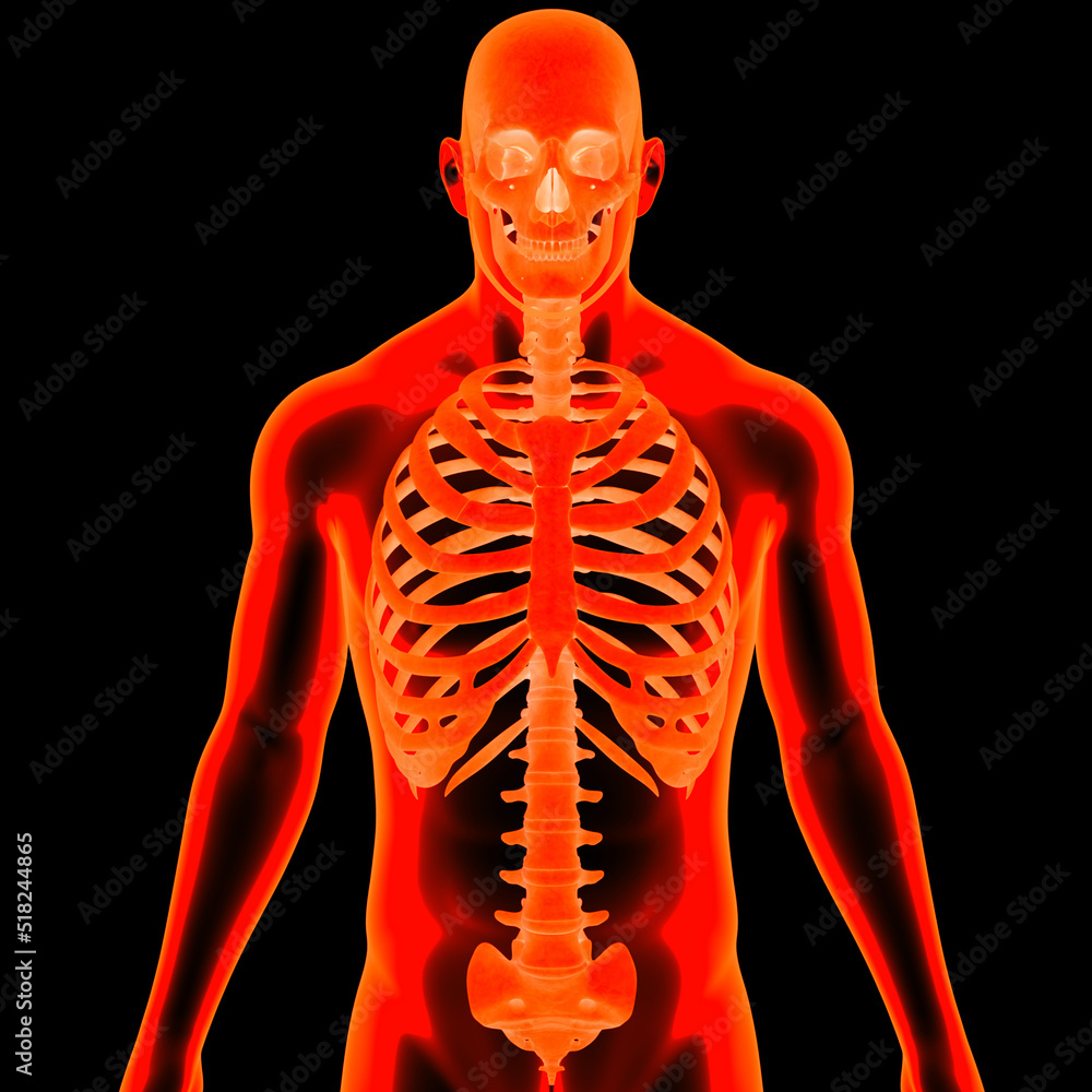 Human Skeleton System Axial Skeleton Bone Joints Anatomy Stock ...