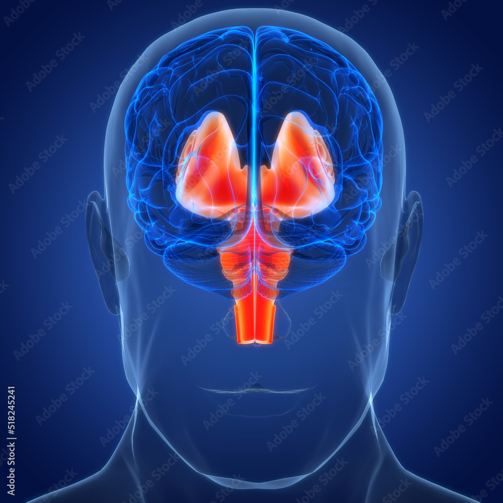 Central Organ of Human Nervous System Brain Anatomy Stock Illustration ...